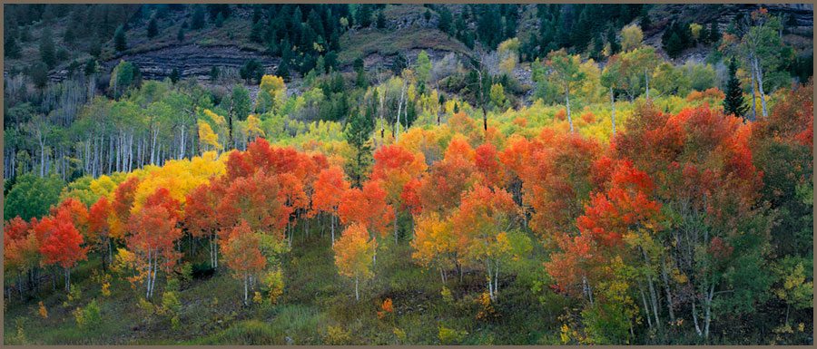 Links - Illustrated Light Gifts